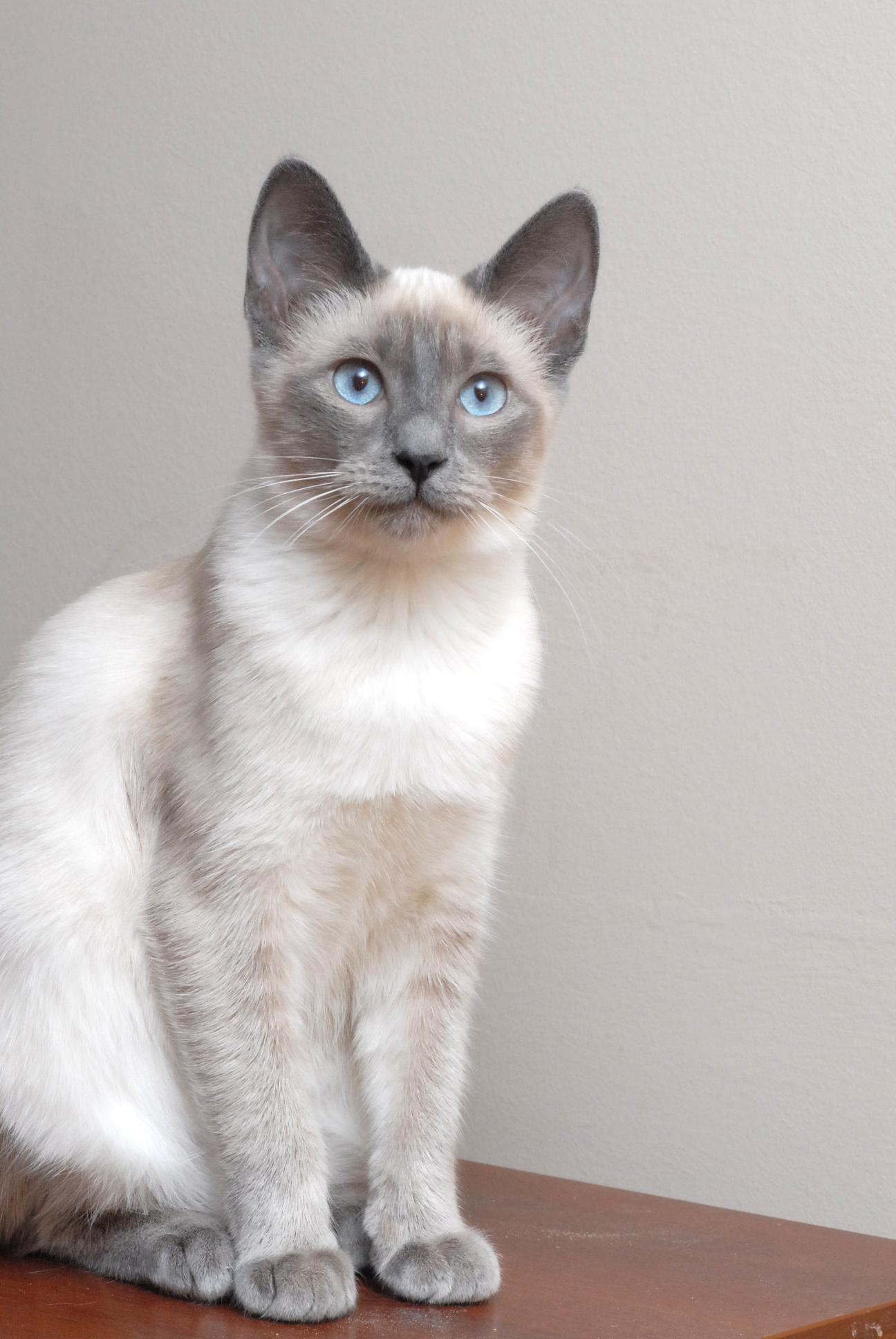 babies | Blue Eyes Cattery- Siamese & Snowshoe Kittens
